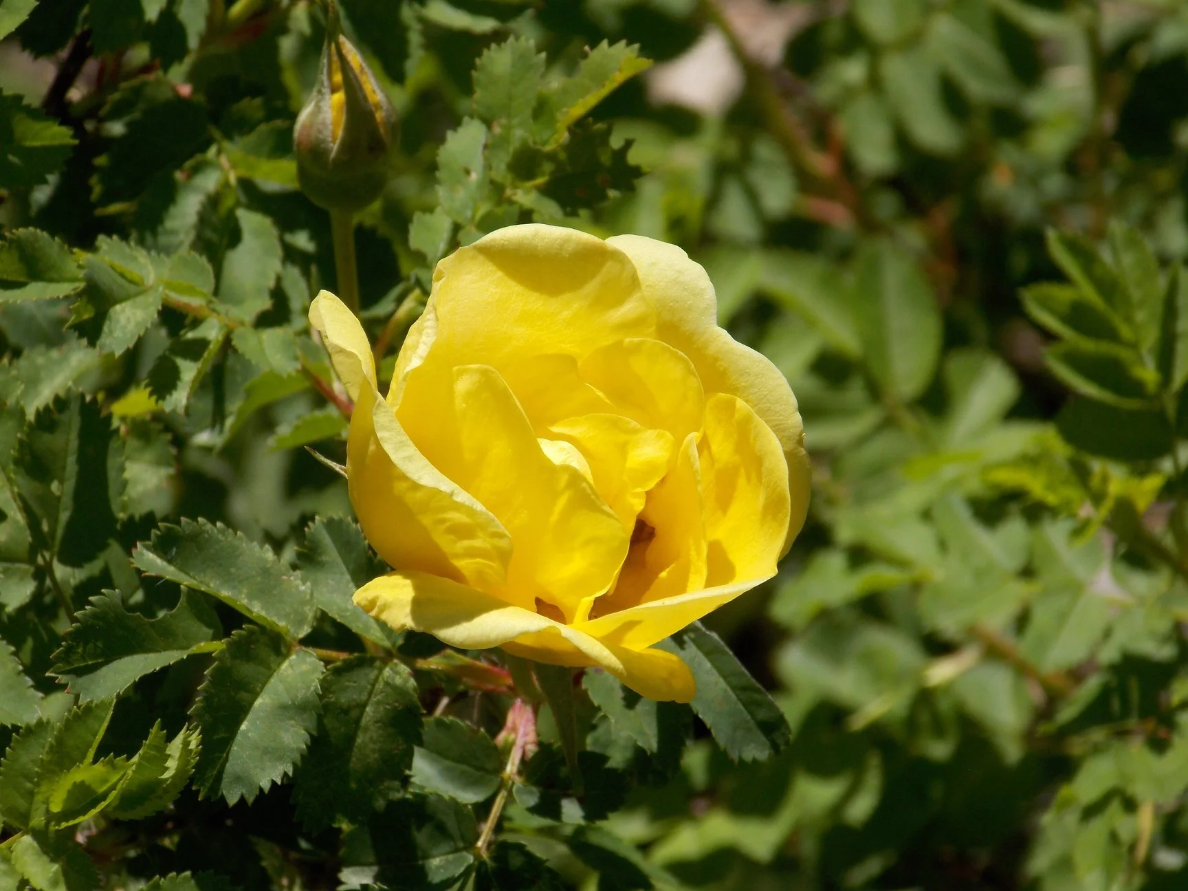 Alba Maxima Rose — Corn Hill Nursery