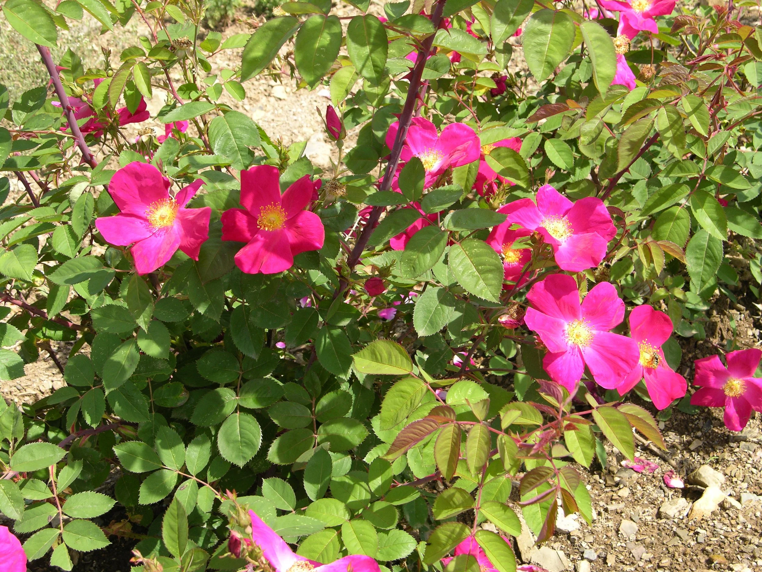 Alba Maxima Rose — Corn Hill Nursery