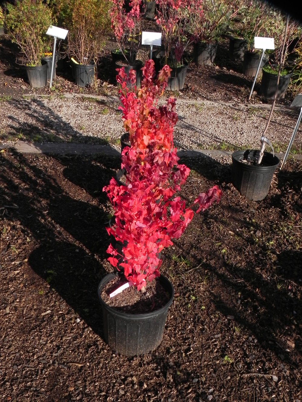 Maple — Shop Bare Root Plants — Corn Hill Nursery