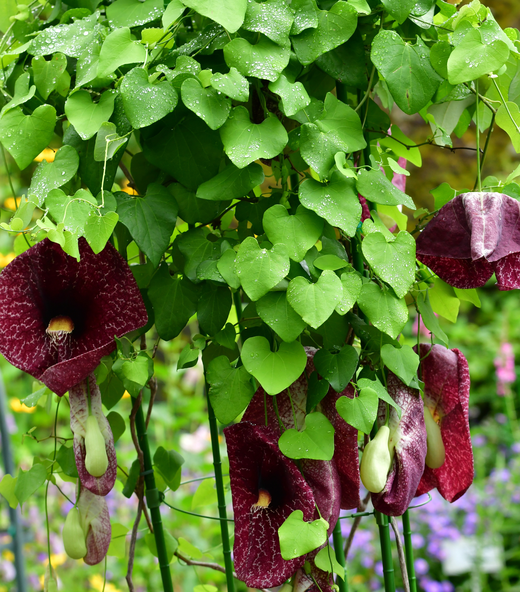 Dutchman S Pipe Vine