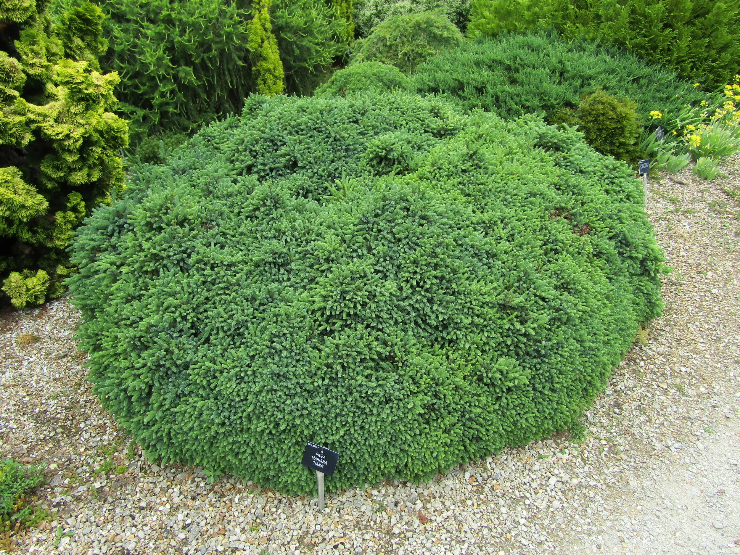 Inversa Weeping Spruce — Corn Hill Nursery
