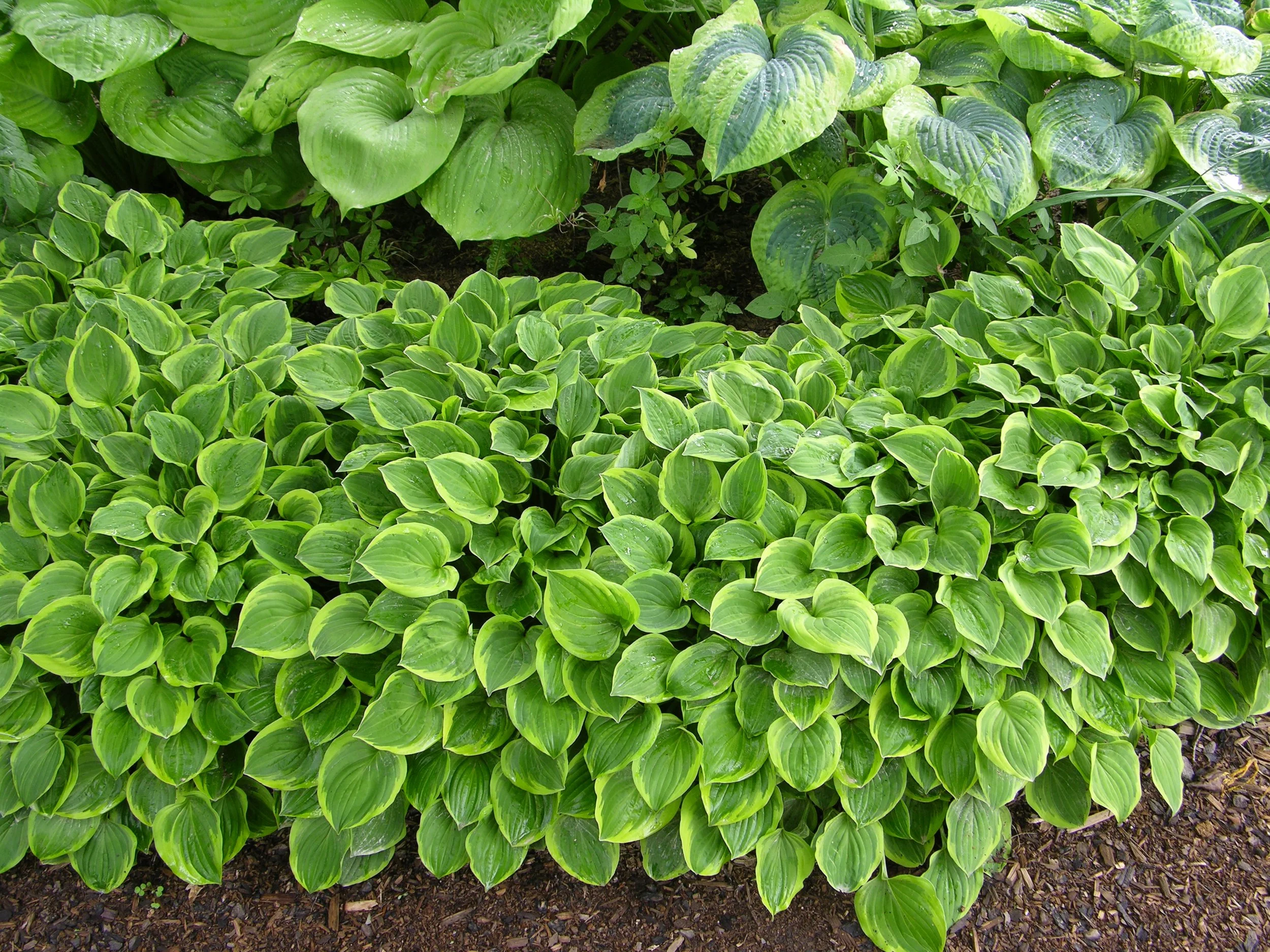 Golden Tiara Hosta — Corn Hill Nursery