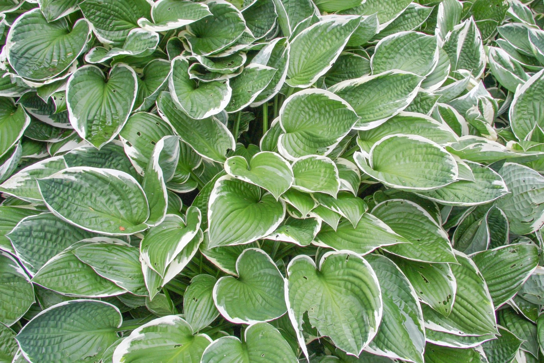 Snake Eyes Hosta — Corn Hill Nursery