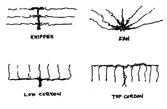 Growing Grapes — Corn Hill Nursery
