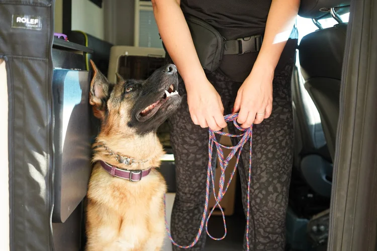 My favorite dog training products — Walking Dog Training