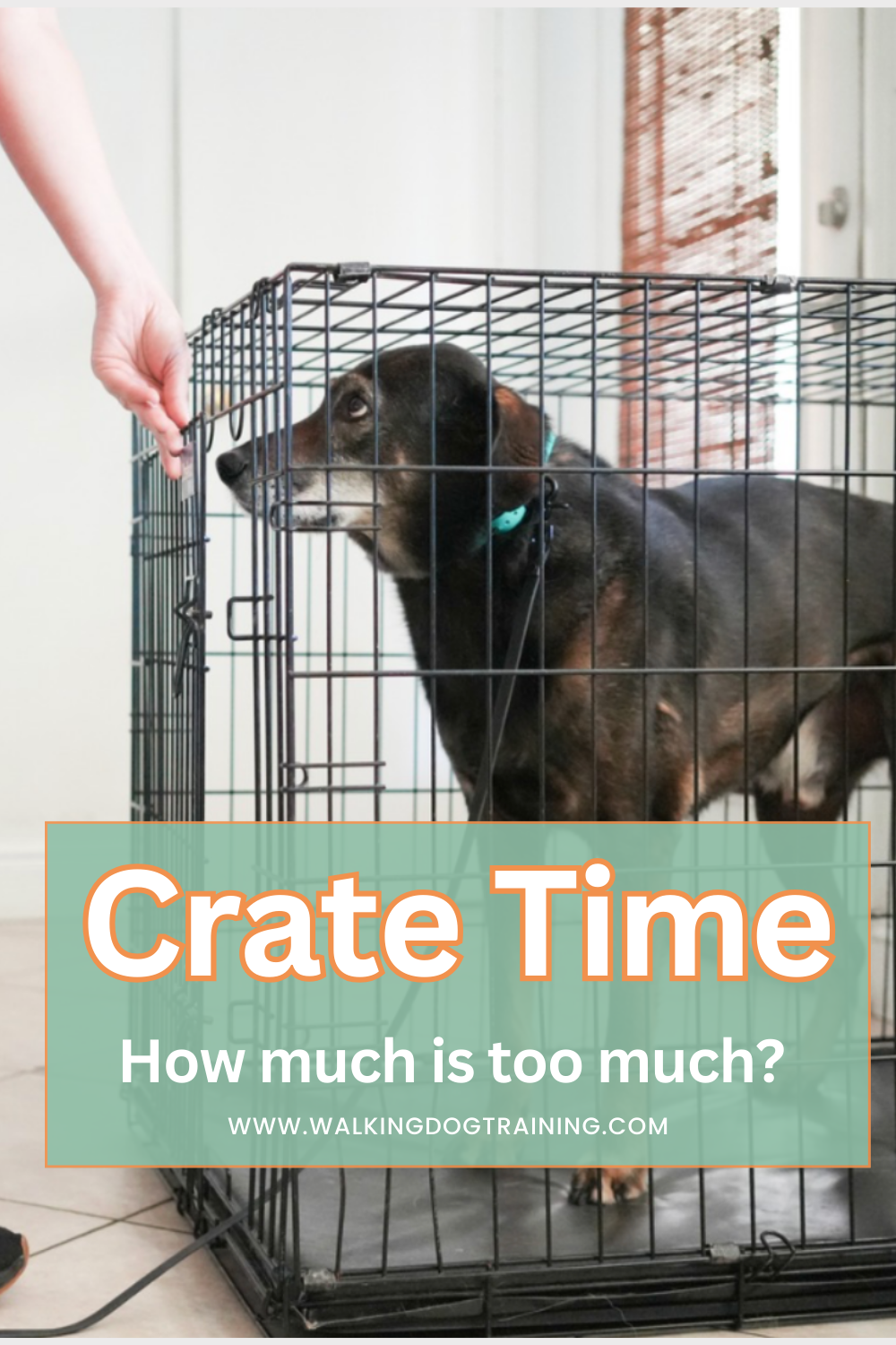 Crate Training Guide: How much kennel time is too much? — Walking Dog ...