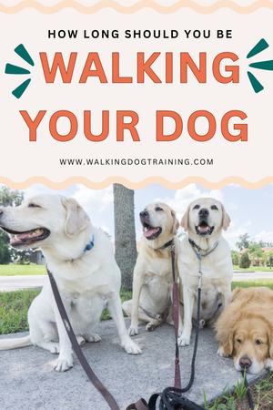 How long should you actually walk your dog? — Walking Dog Training