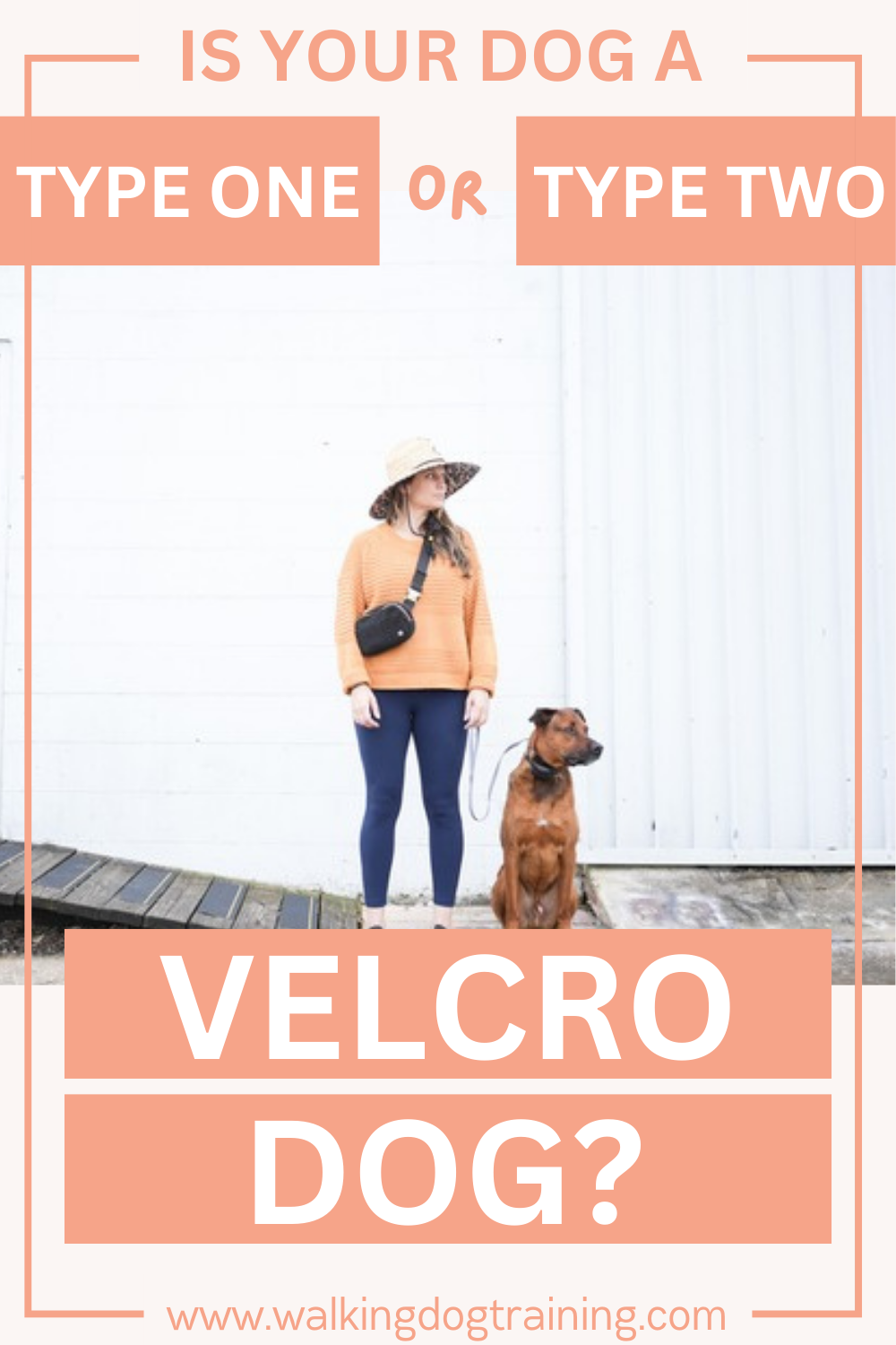 The Velcro Dog: Cute or no? — Walking Dog Training