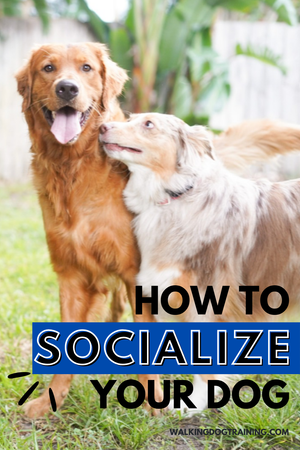 Socializing Dogs: Tips for Every Personality — Walking Dog Training