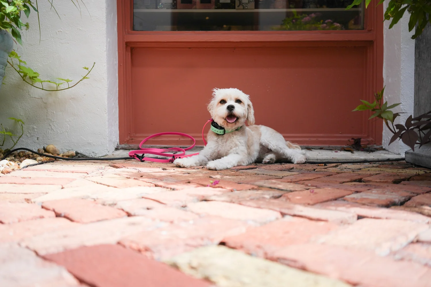 E-Collar Training | Walking Dog Training