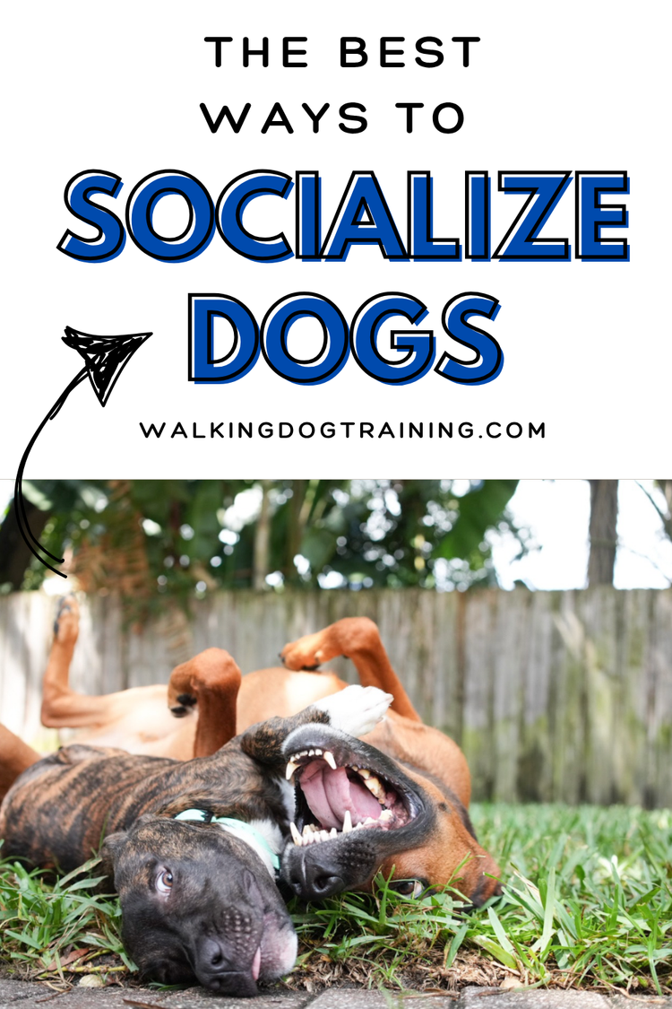 Socializing Dogs: Tips for Every Personality — Walking Dog Training