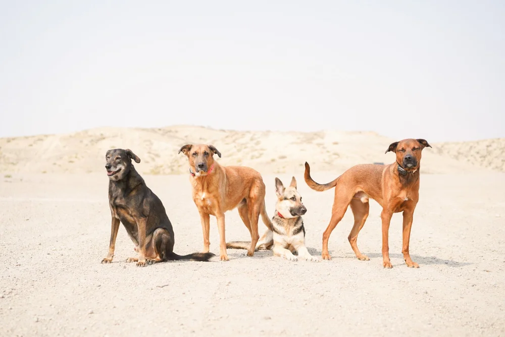 E-Collar Training | Walking Dog Training