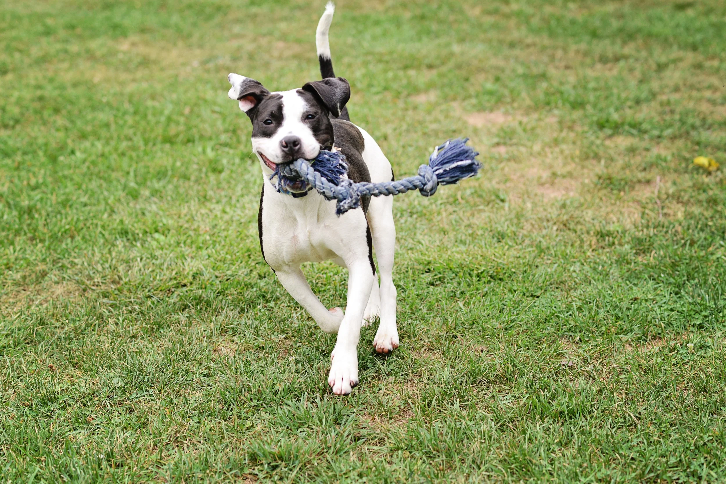 Adoptable Animals — FMAR