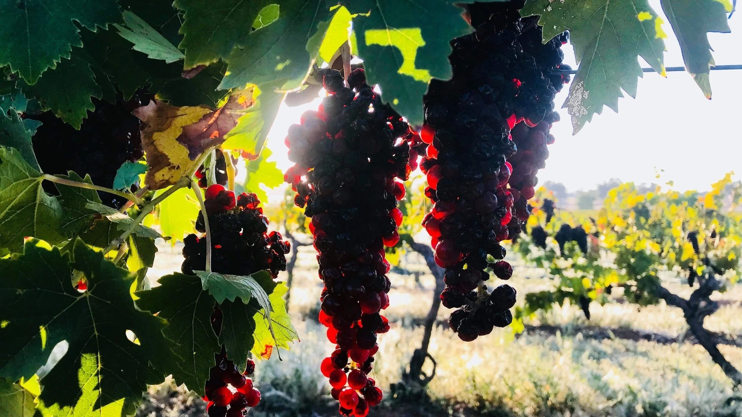 Muscat in Rutherglen — Chambers Rosewood Vineyards