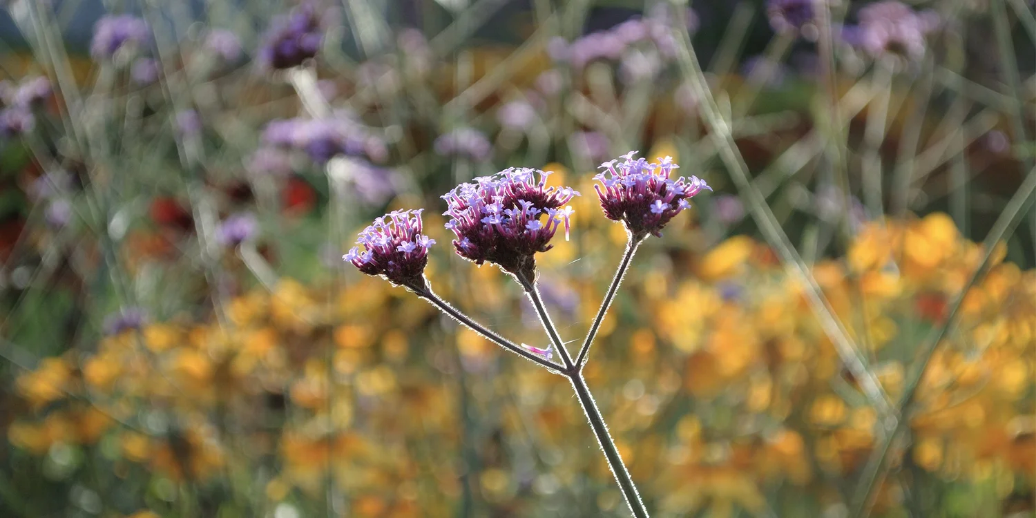 Spatial Garden Design | Beckenham | Real gardens for real people