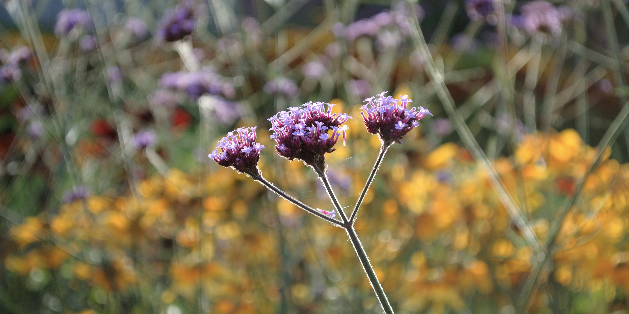 Spatial Garden Design | Beckenham | Real gardens for real people