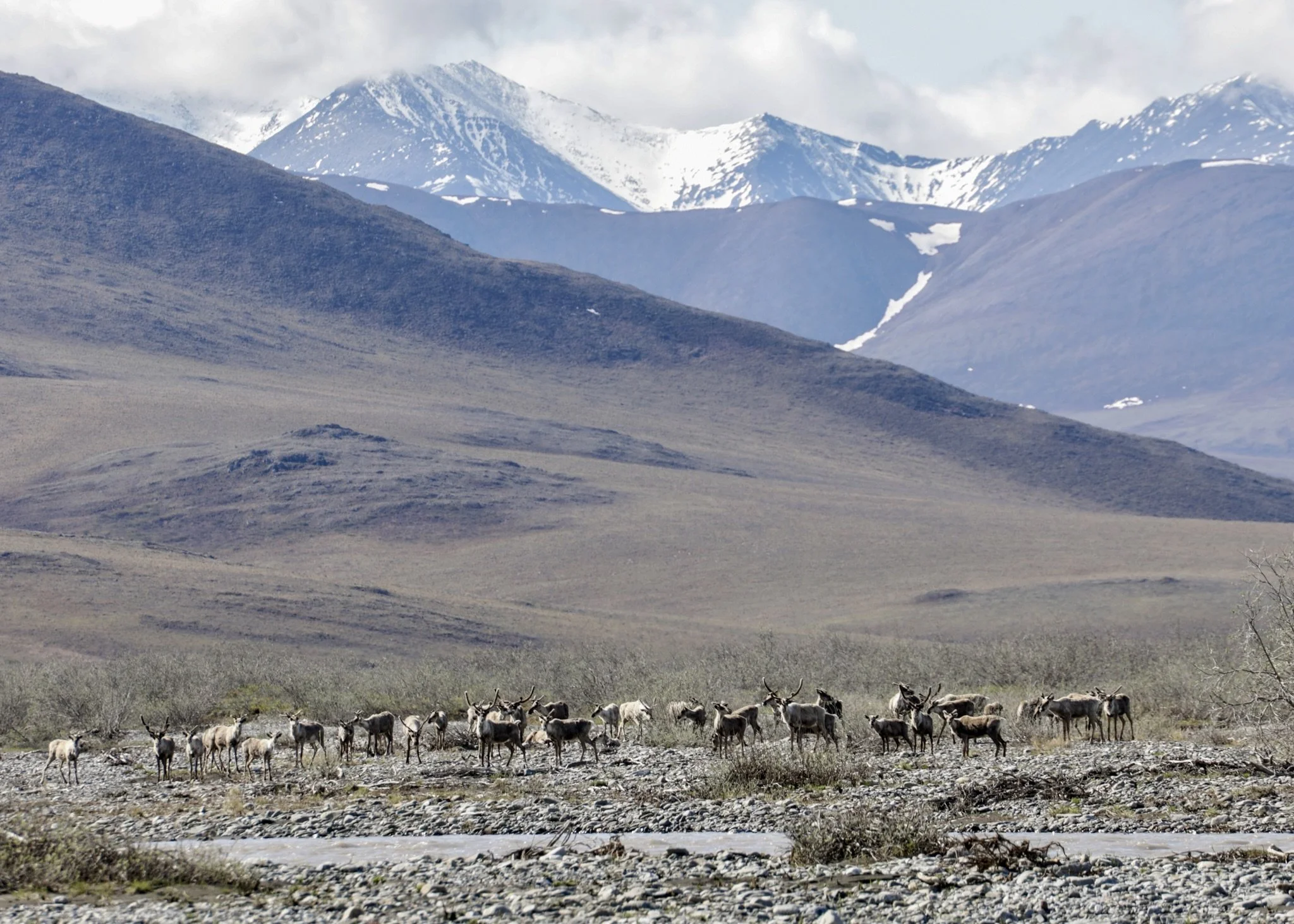 Kongakut River — Sundog Expeditions