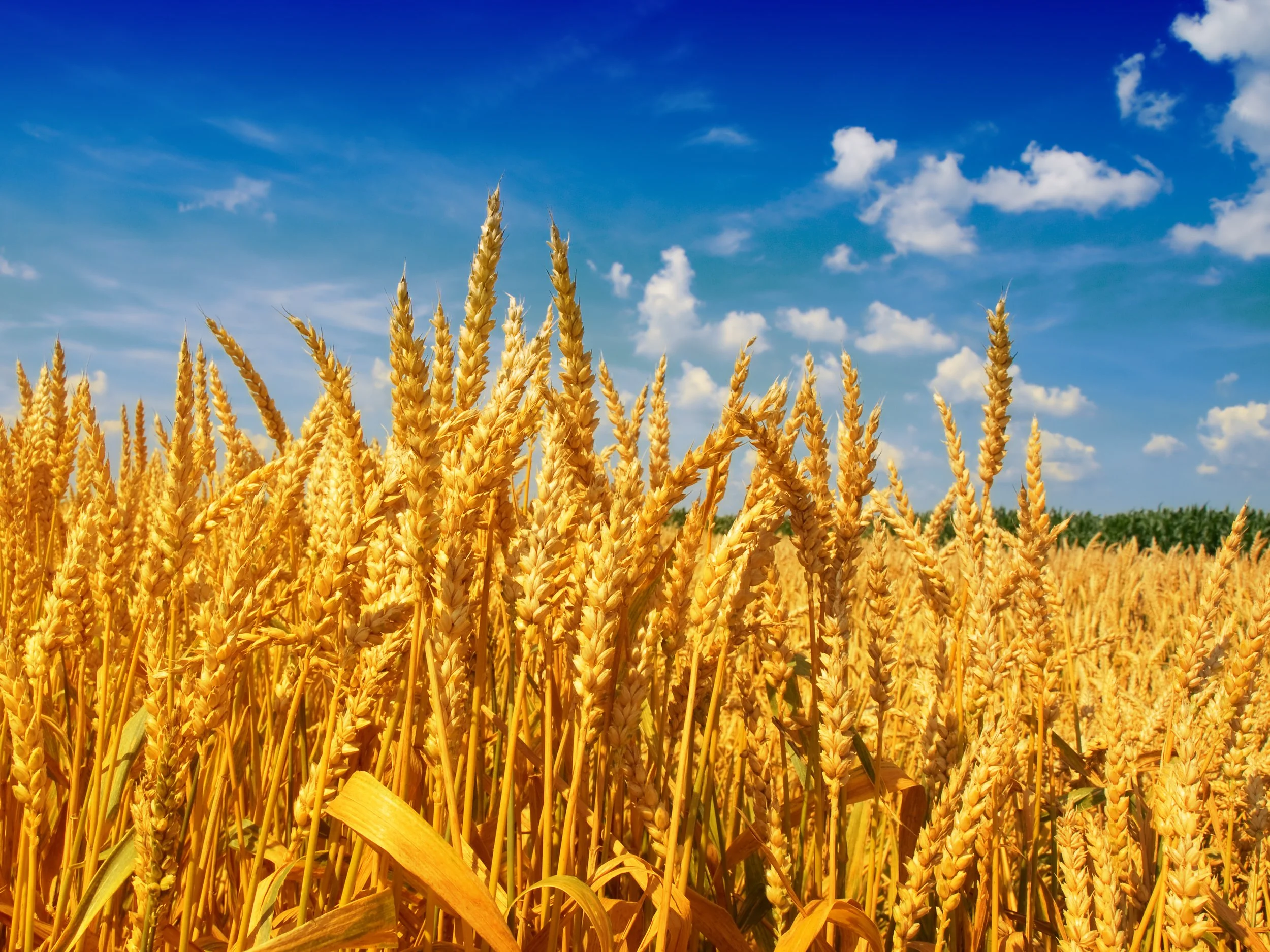 Multi-Peril Crop Insurance — The Nightlatch Group