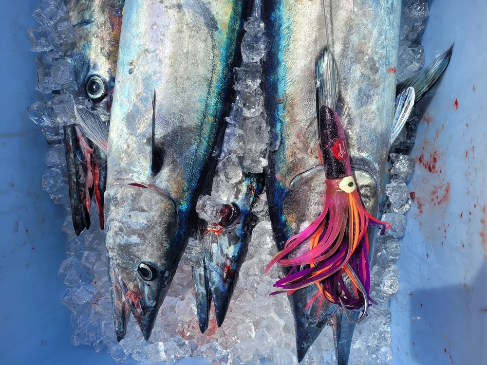 Lance Lures- Commercial-Grade Trolling Handlines and Lures