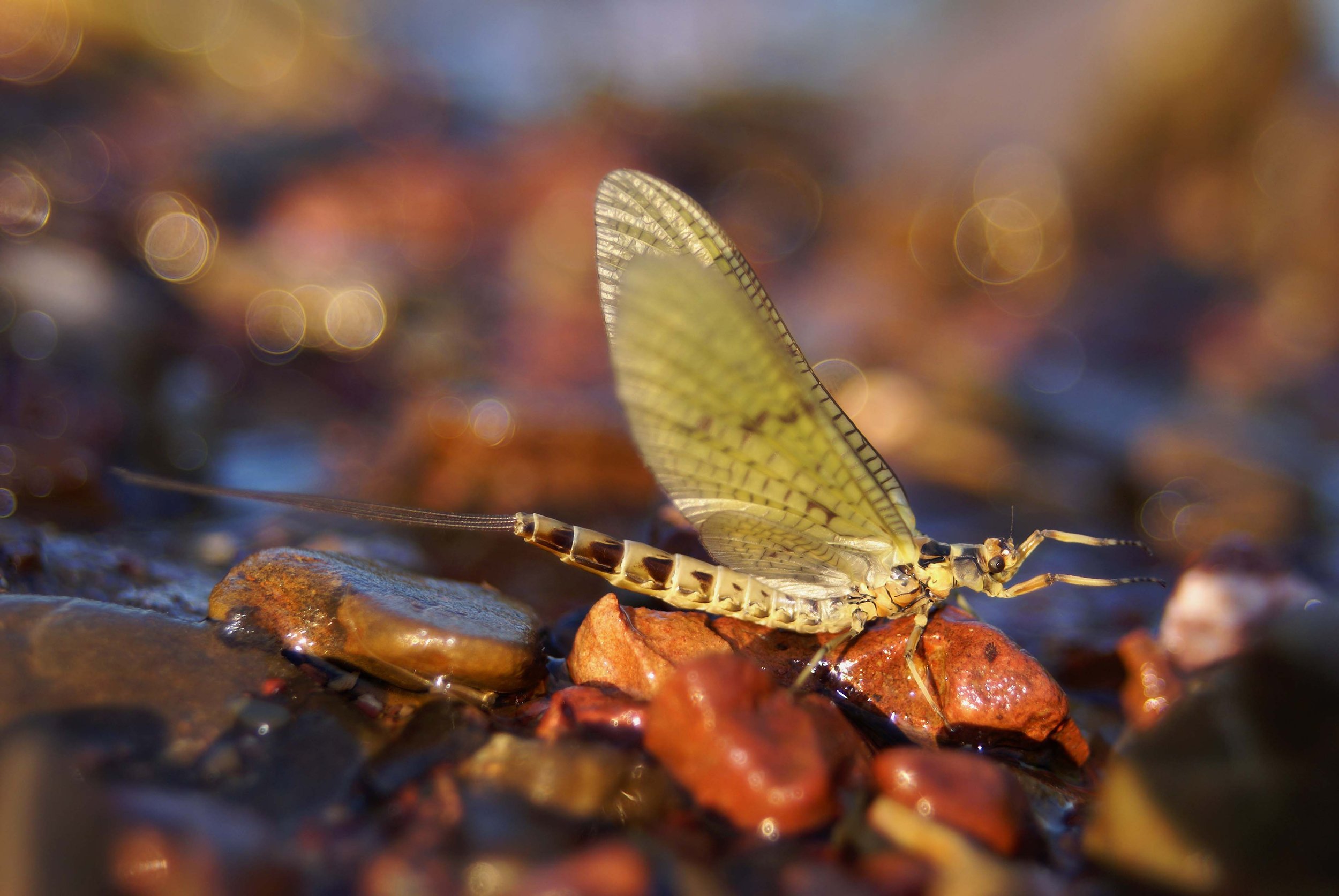 Riverflies Overview — The Riverfly Partnership
