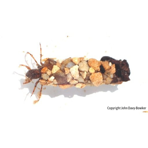 Trichoptera (caddisflies) — The Riverfly Partnership