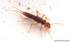 Plecoptera (stoneflies) — The Riverfly Partnership