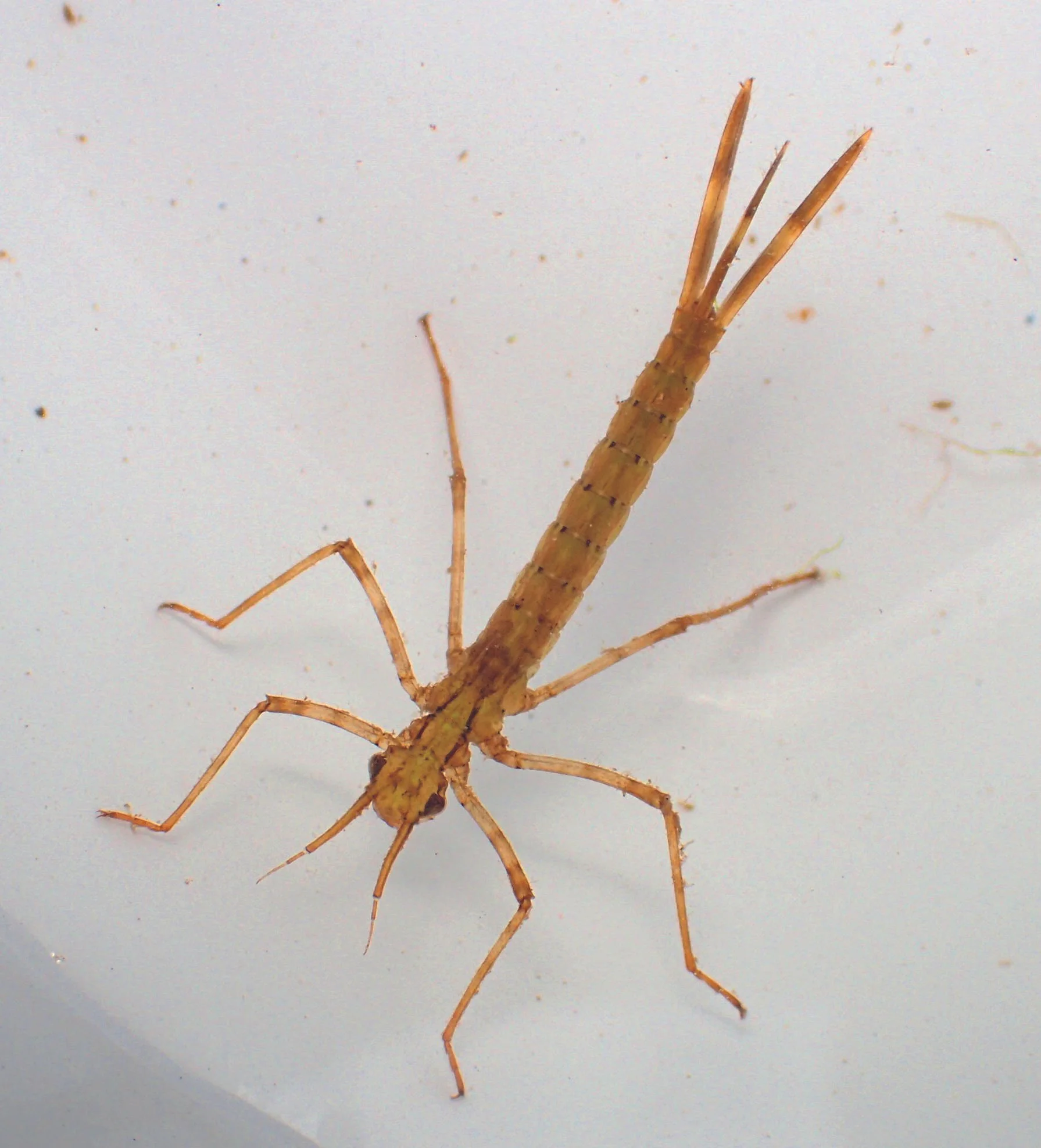 Other river invertebrates — The Riverfly Partnership