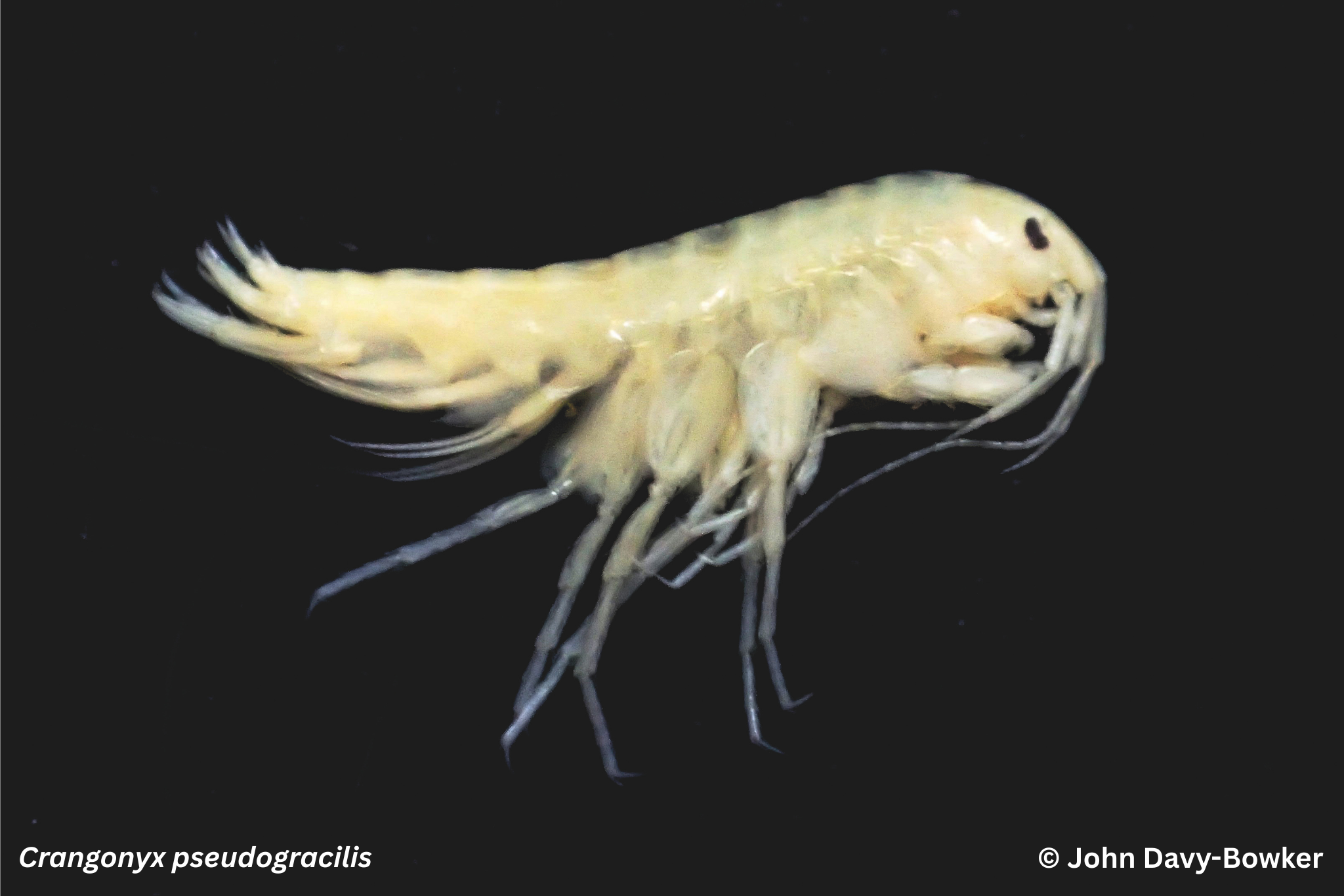 A note on freshwater shrimp — The Riverfly Partnership