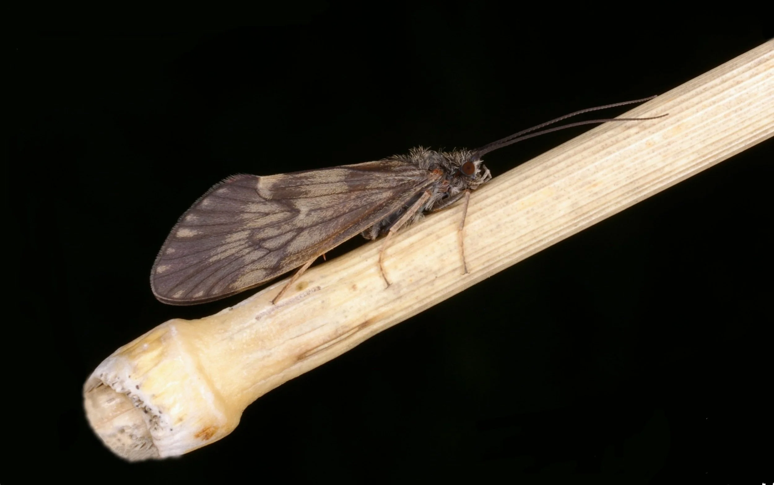 Trichoptera (caddisflies) — The Riverfly Partnership