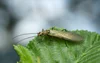 Plecoptera (stoneflies) — The Riverfly Partnership