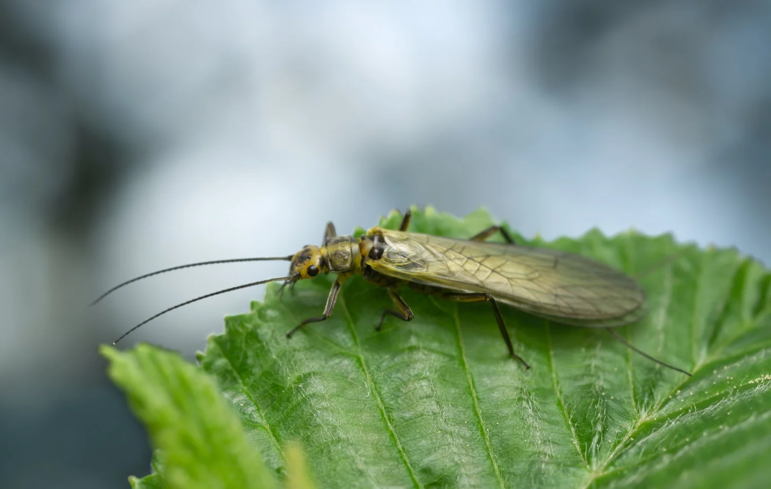 Plecoptera (stoneflies) — The Riverfly Partnership