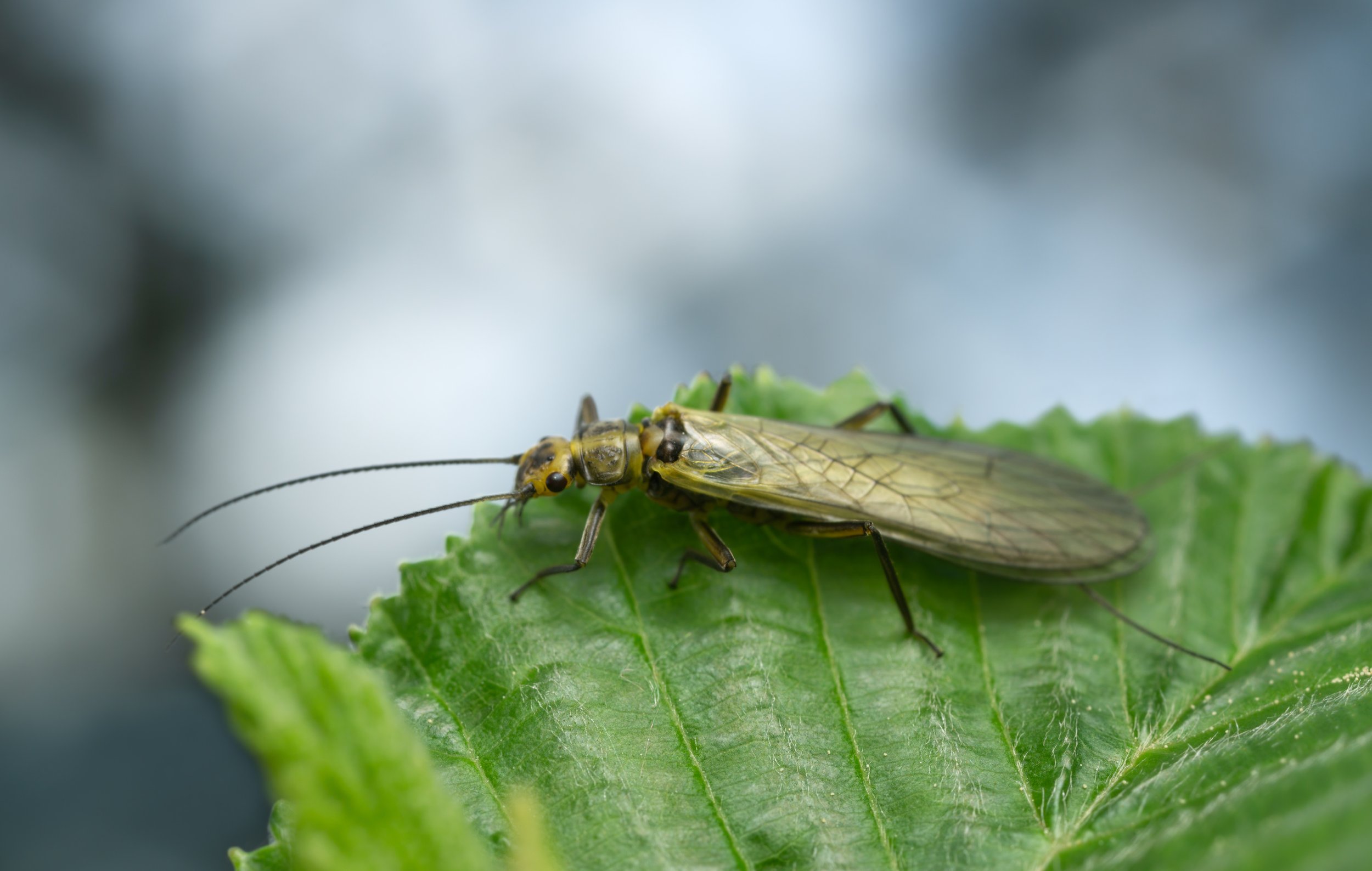 Plecoptera (stoneflies) — The Riverfly Partnership