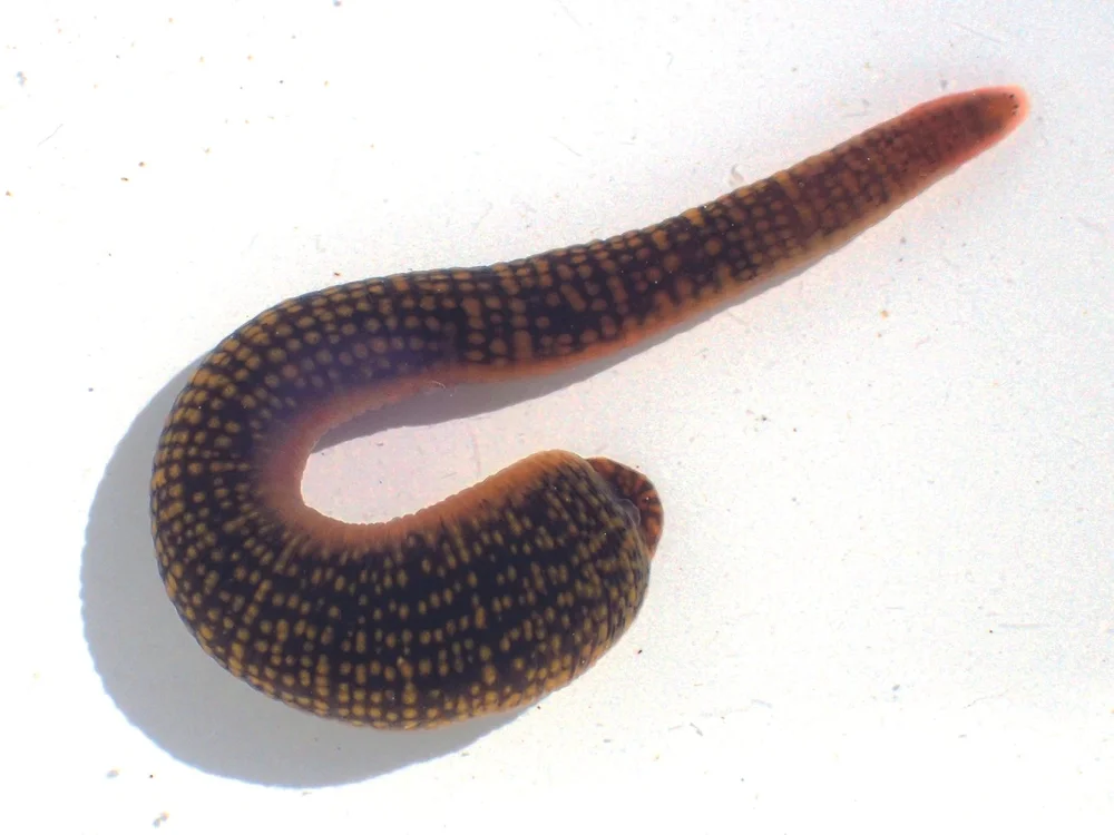 Other river invertebrates — The Riverfly Partnership