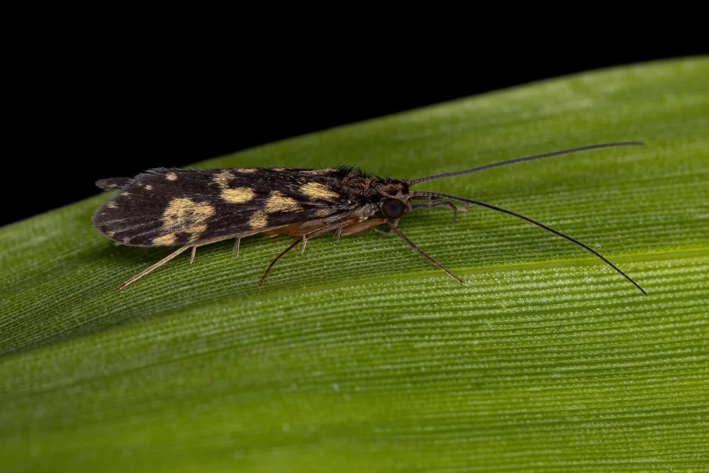 Trichoptera (caddisflies) — The Riverfly Partnership