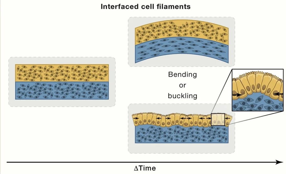 Research — Biofabrication.ie