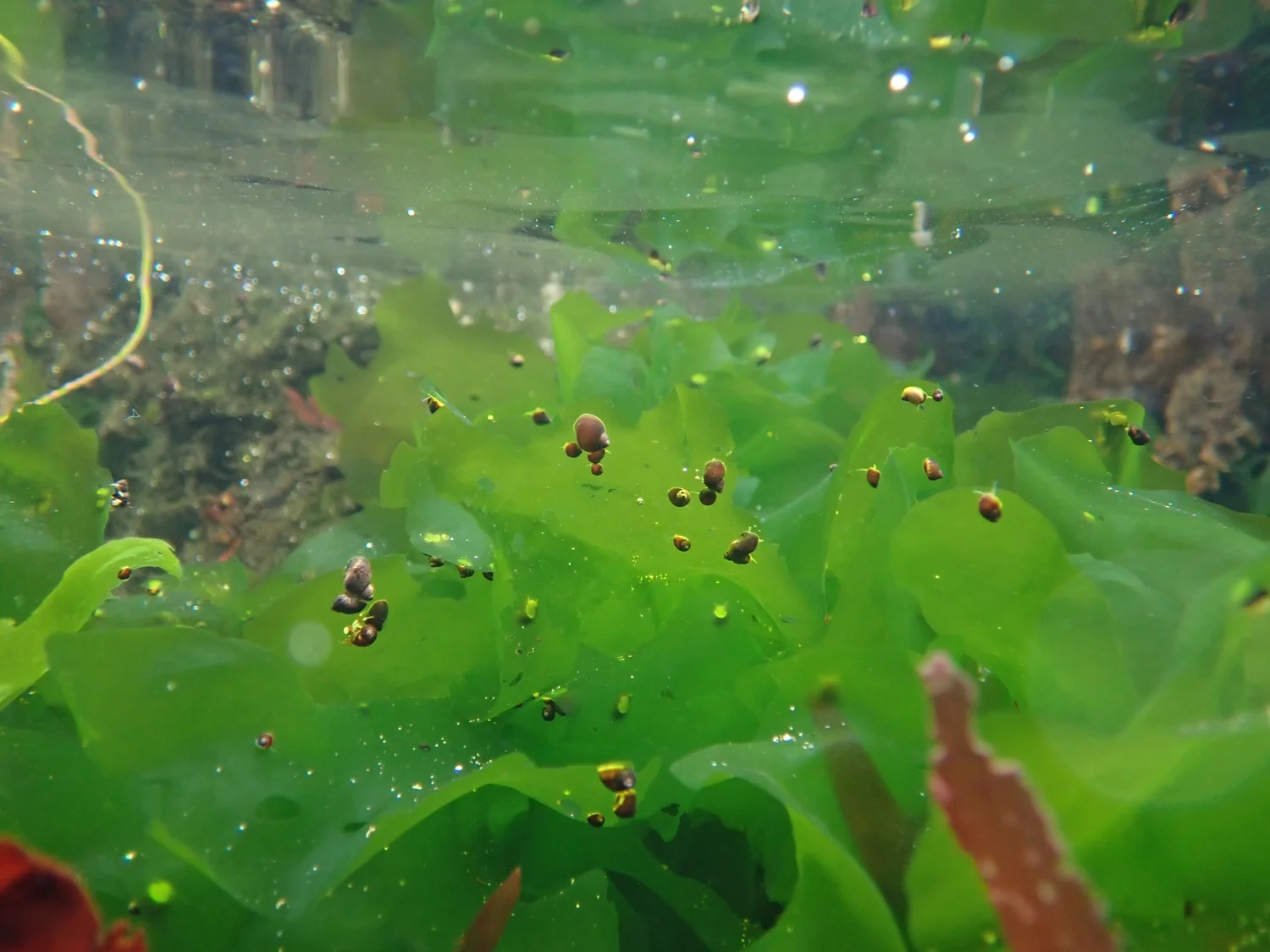 Microgrants Program — The eDNA Collaborative