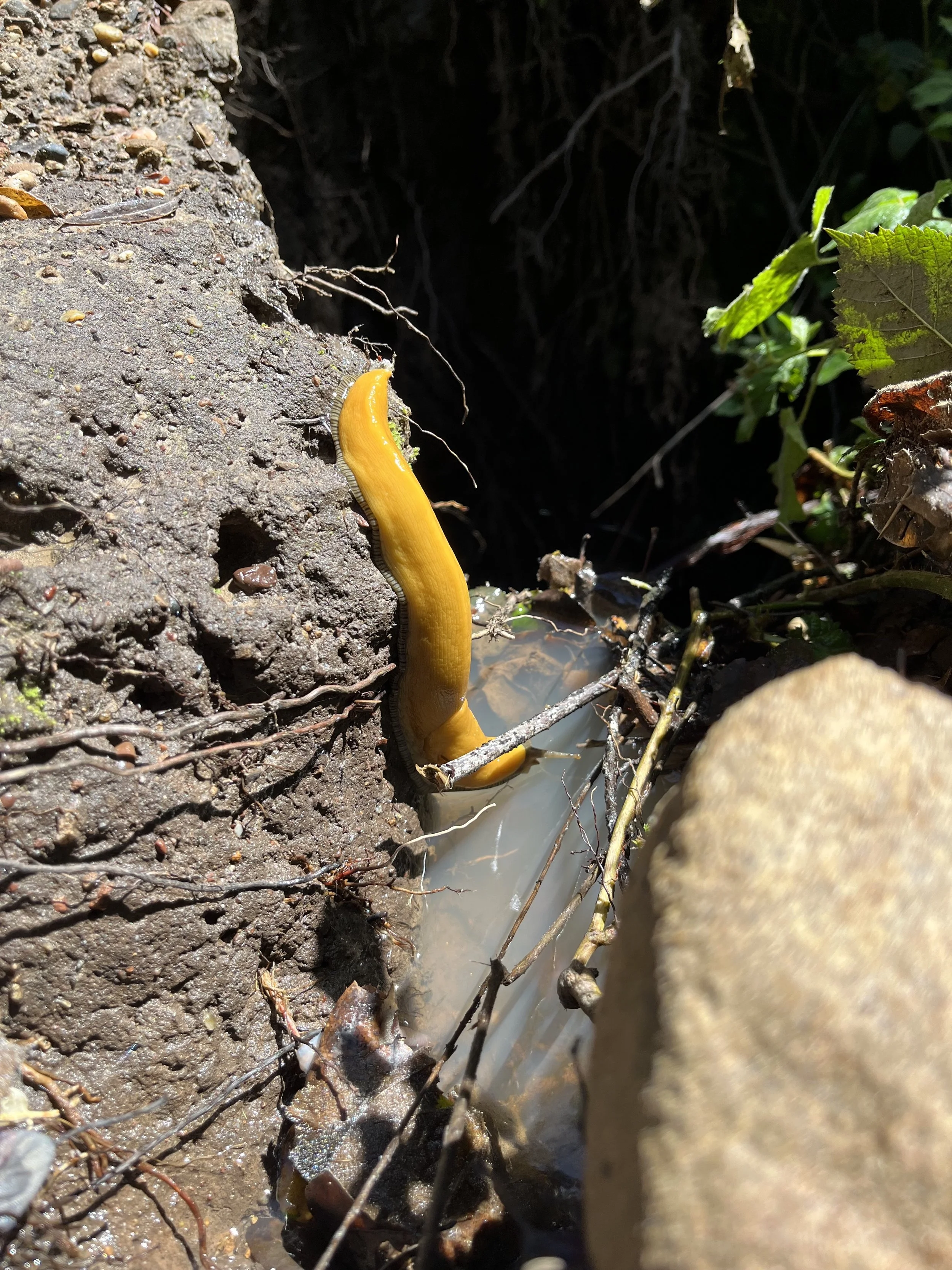 Trailblazing Therapy: Embracing Nature's Healing Pathways — Sienna ...