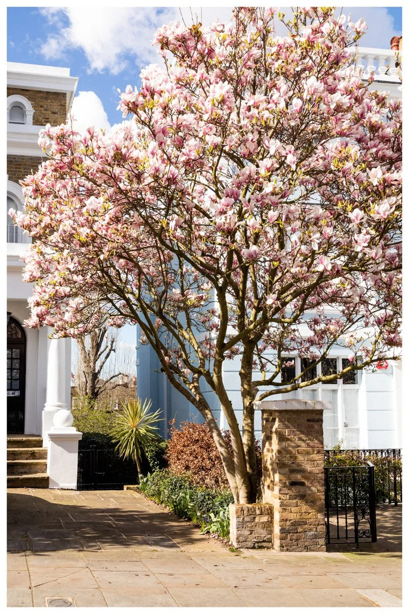 Magnolia Tree Wall Painting
