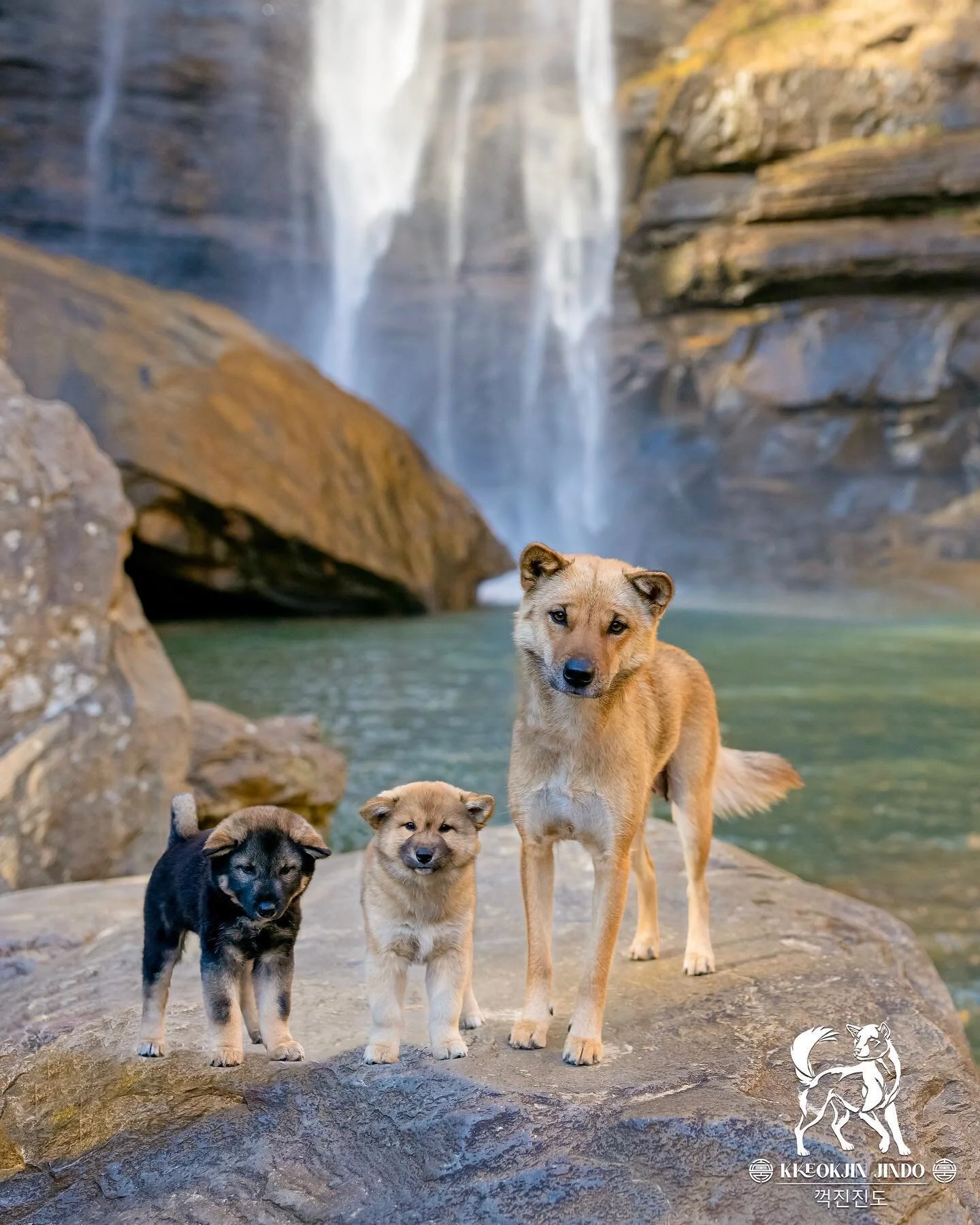 Kkeokjin Jindo • 꺽진 진도