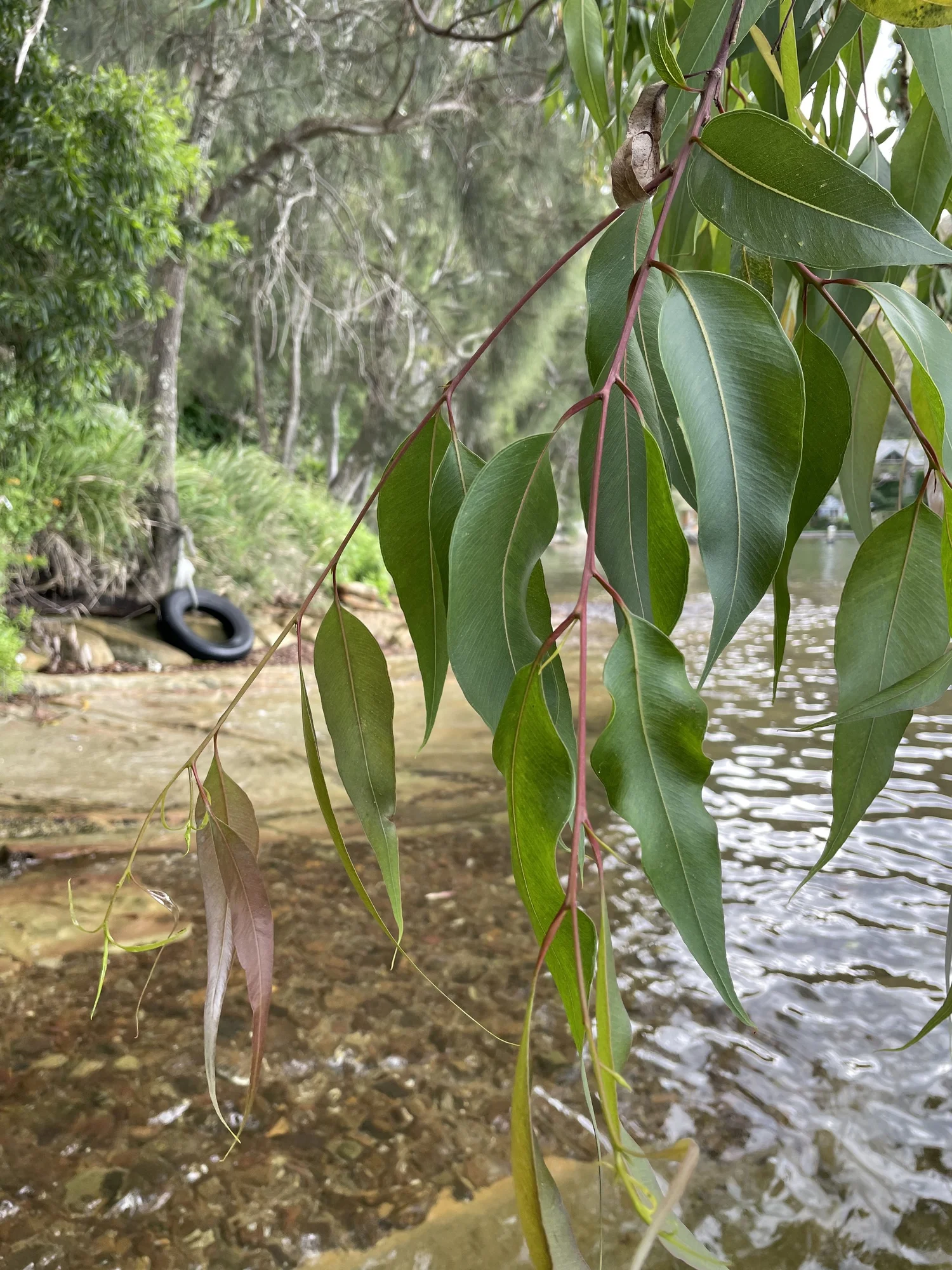 Info & Contact — Jessie Booth Psychology
