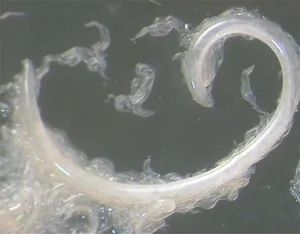 The Tiny Soil Worms That Hunt Crop Pests and Save Billions: How Entomopathogenic Nematodes Are ...