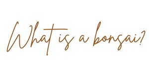 Bonsai Bai Me