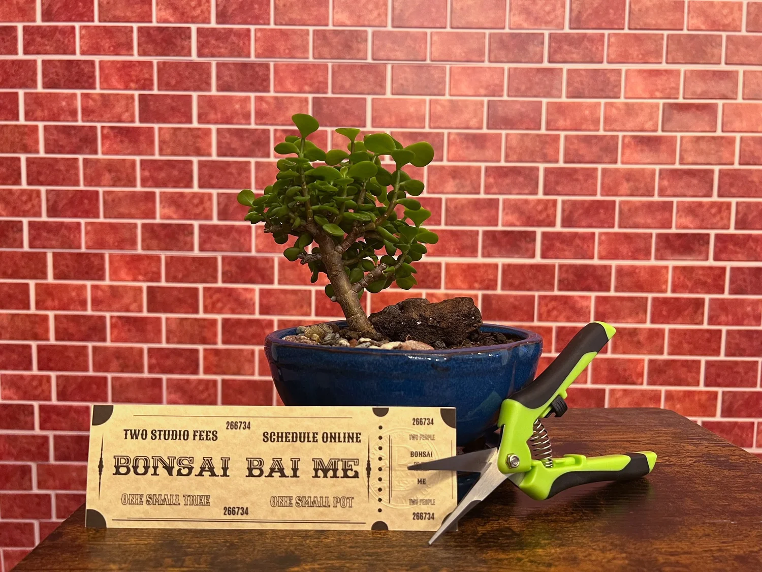 Experience Packages — Bonsai Bai Me