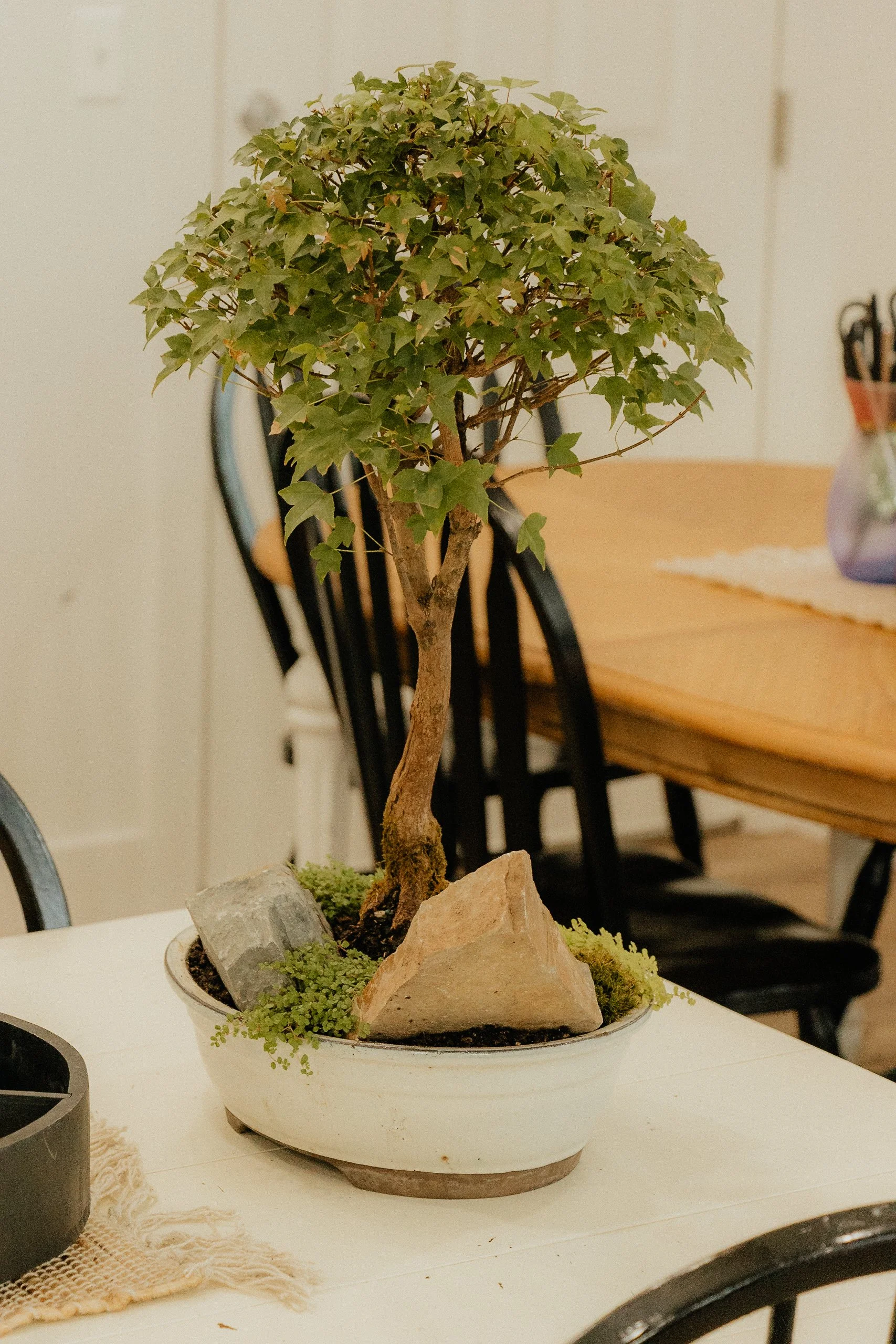 Photos — Bonsai Bai Me