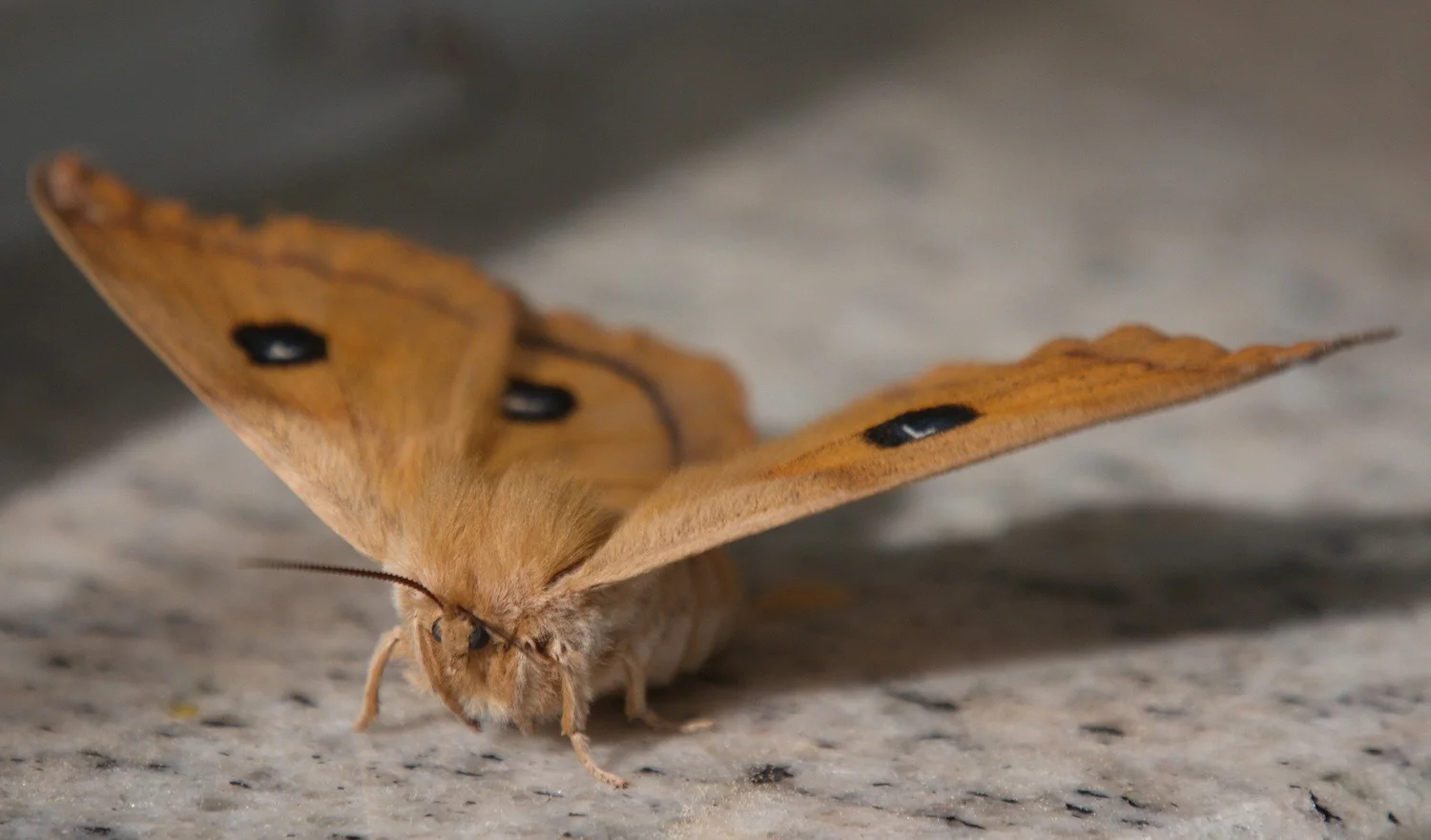 Red Cedar Moth Protection | The Candle Tree