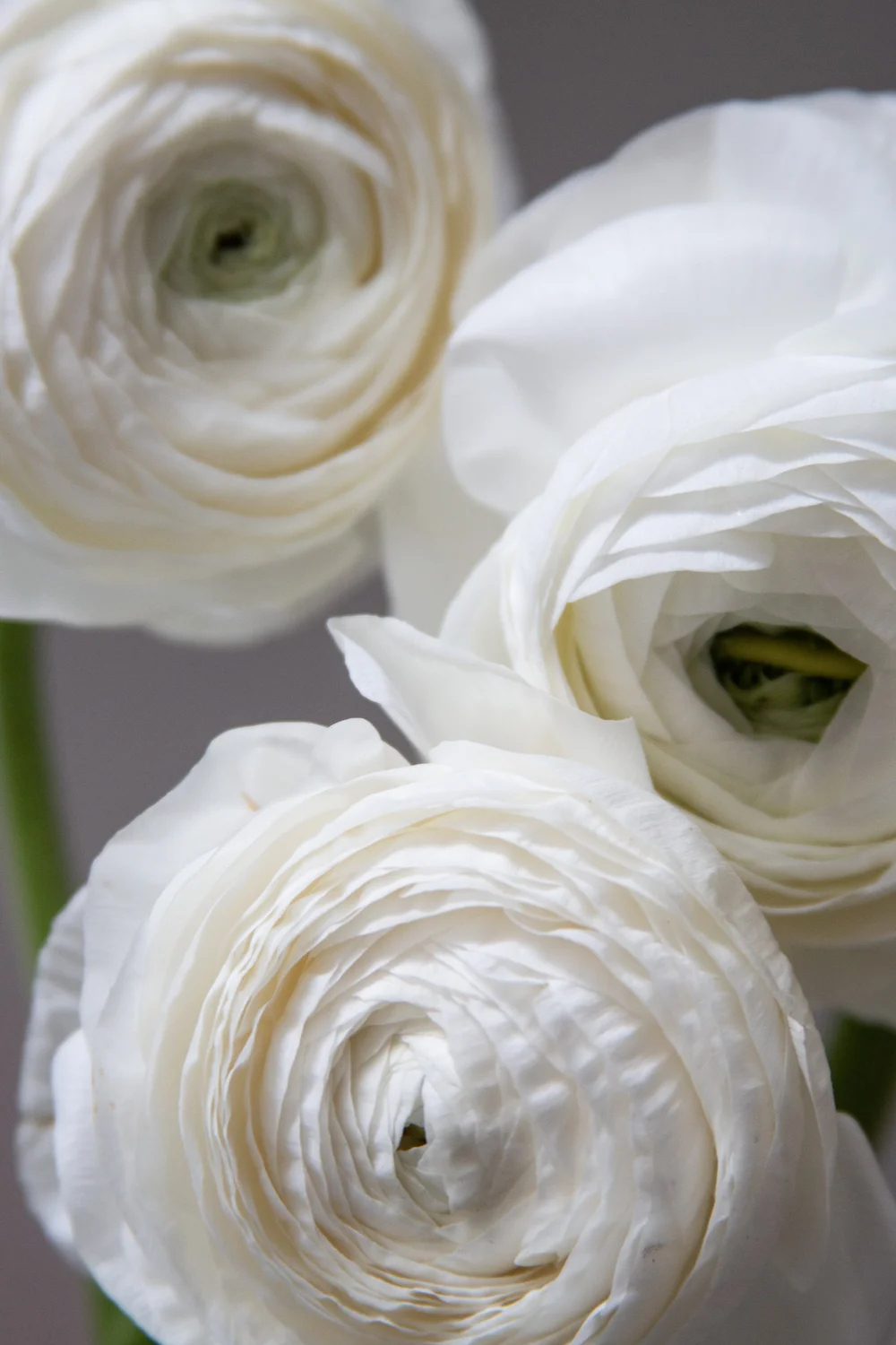 White Ranunculus