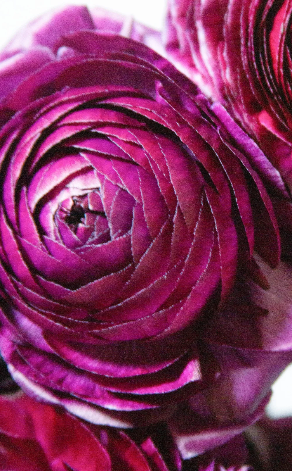 Purple Ranunculus