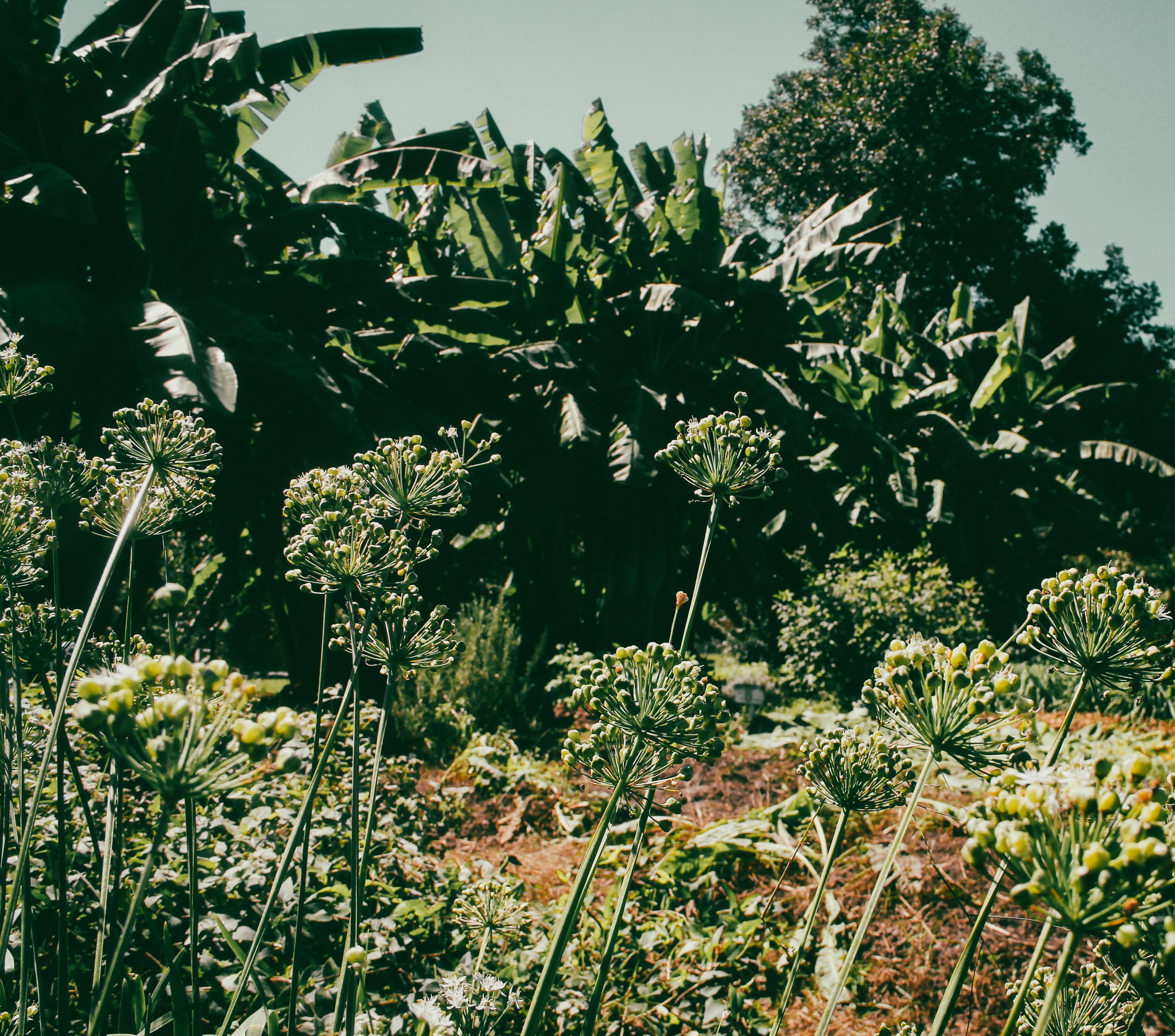 Food Systems — Fresh Future Farm