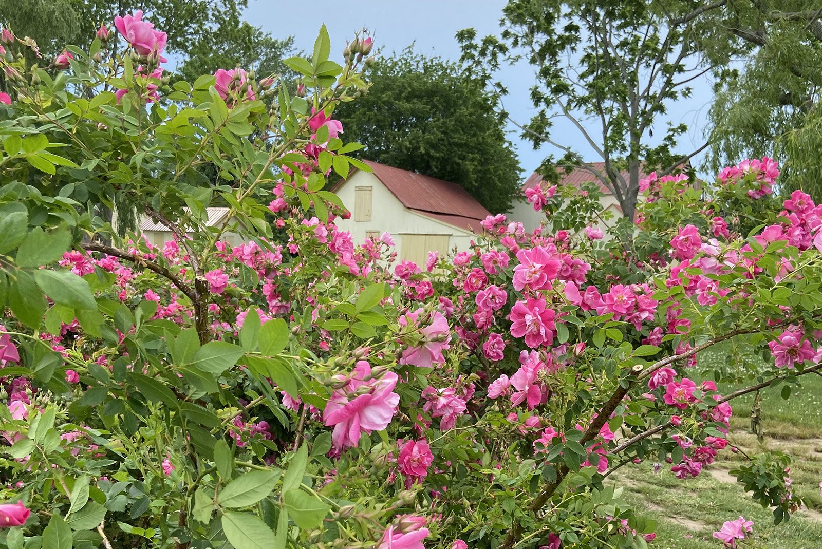 Salt Air Farm