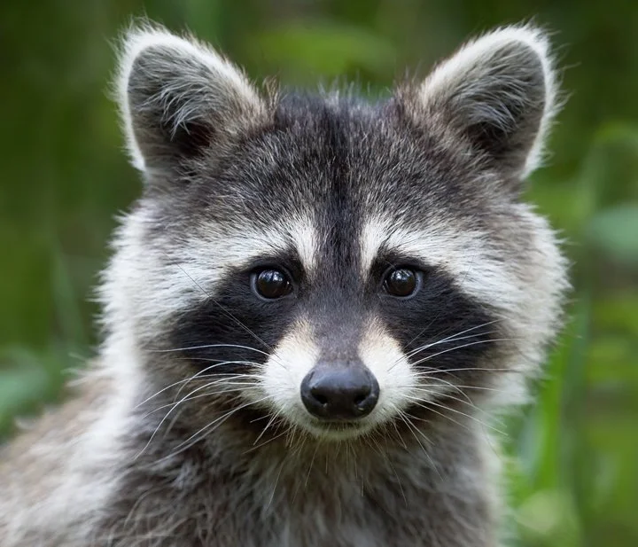 Hope For Wildlife